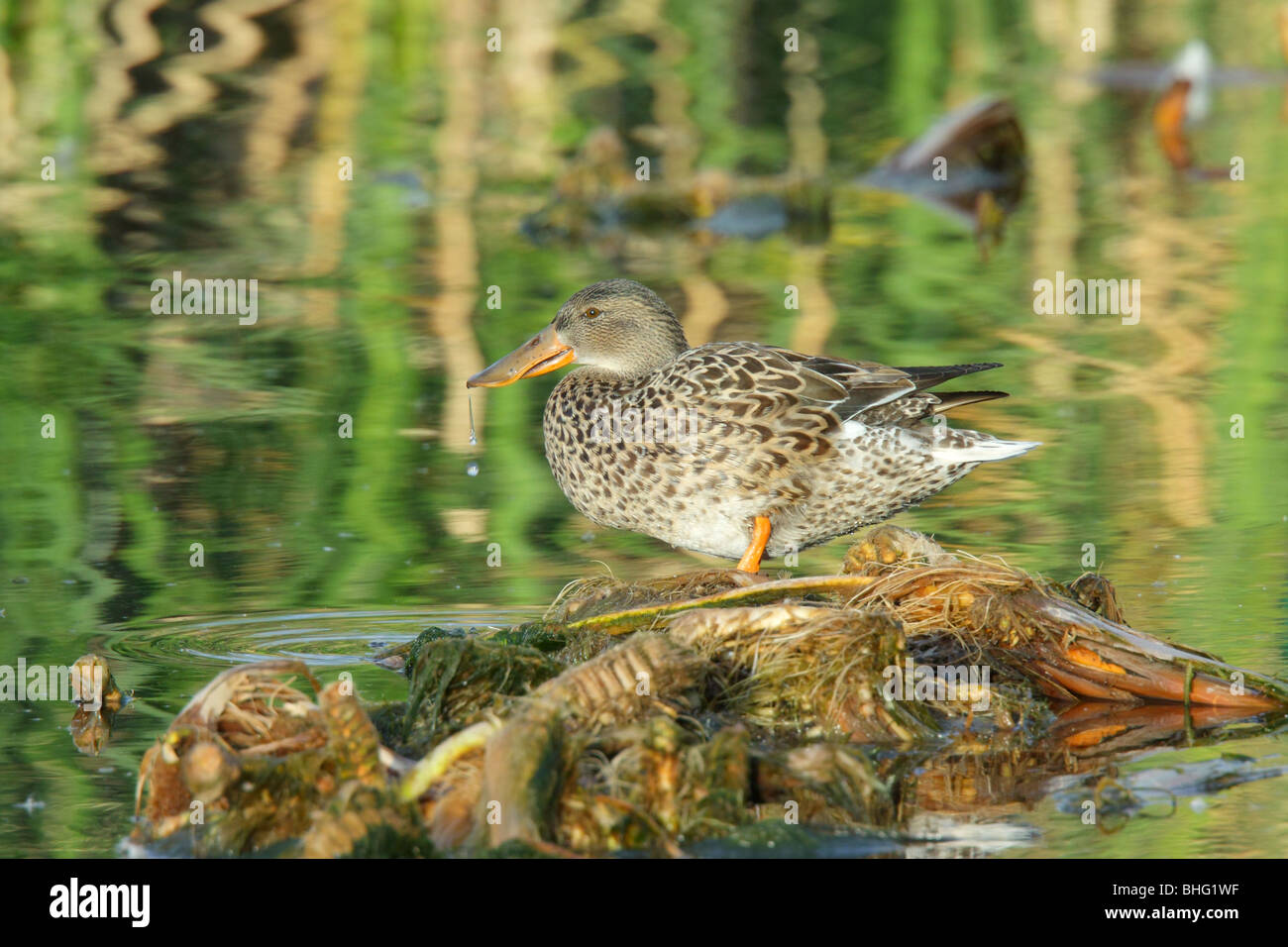 Northern Shoveler female Stock Photo - Alamy
