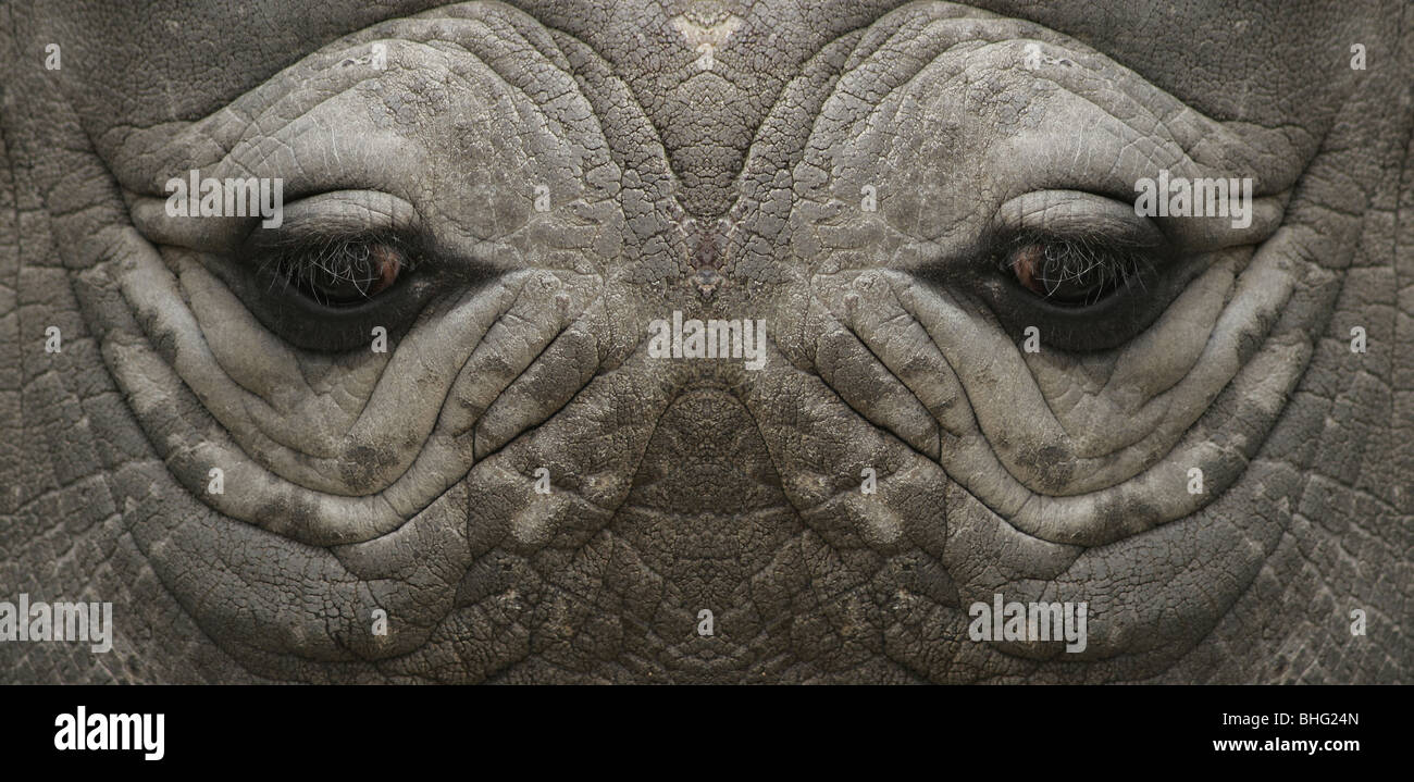 Eyes of White Rhino digitally altered Stock Photo - Alamy