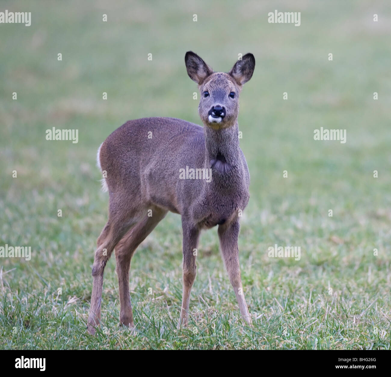 Roe Deer Doe Stock Photo - Alamy