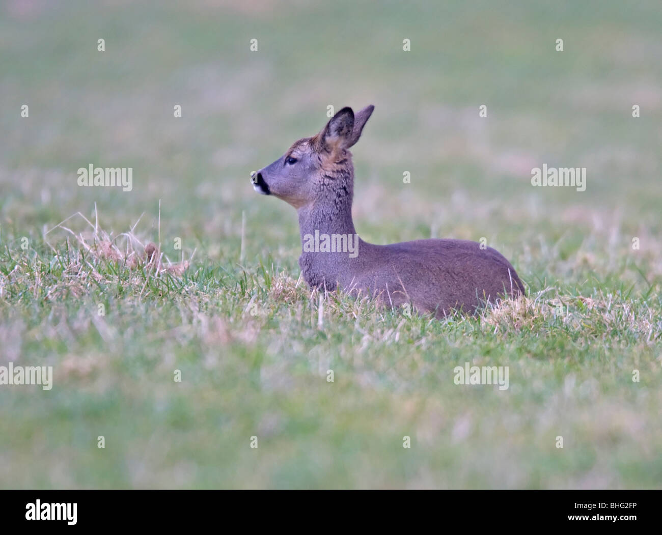 Roe Deer Doe Stock Photo - Alamy
