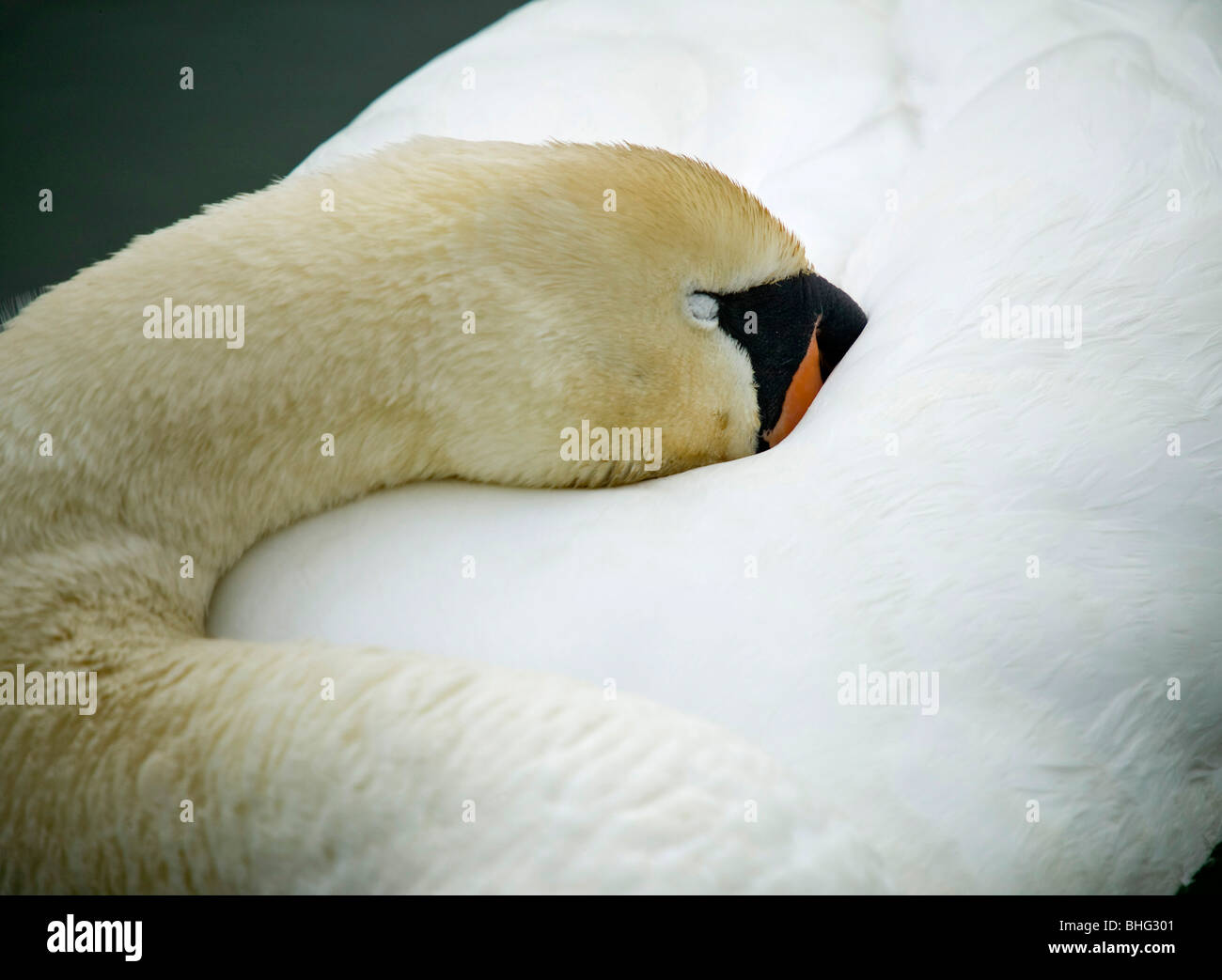 A Swan Resting Stock Photo - Alamy