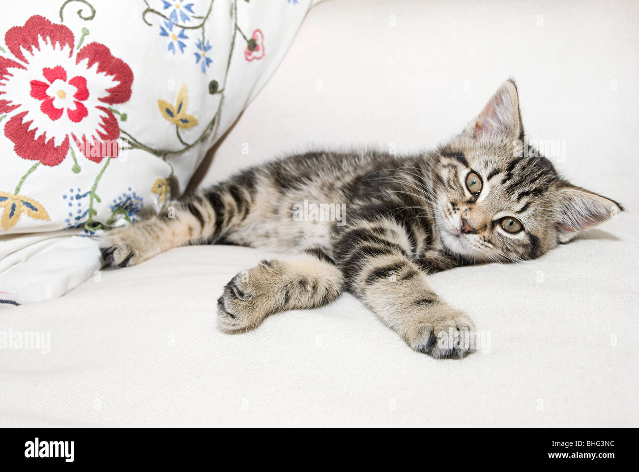 Kitten lying down Stock Photo - Alamy