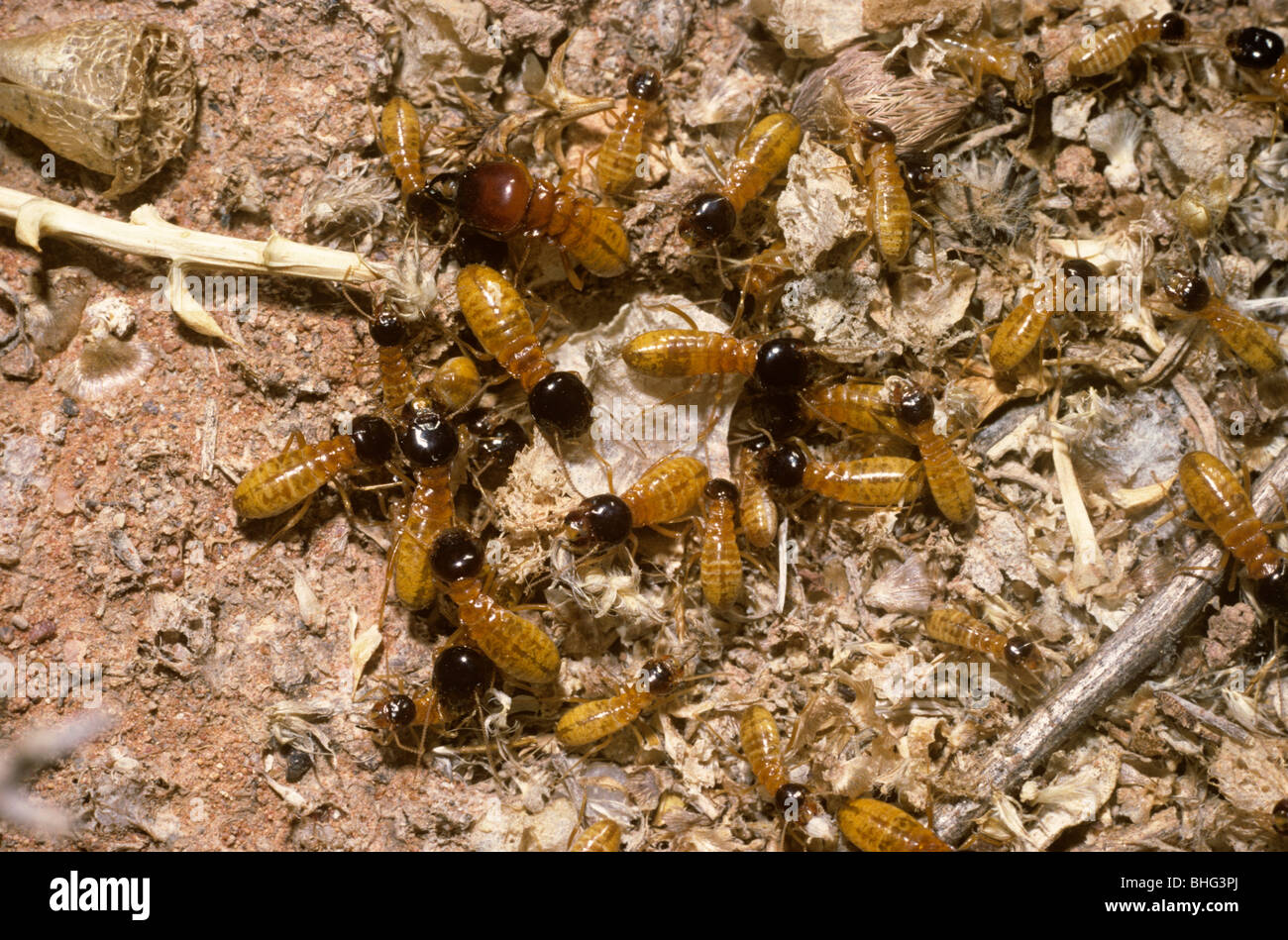 Harvester termite hi-res stock photography and images - Alamy