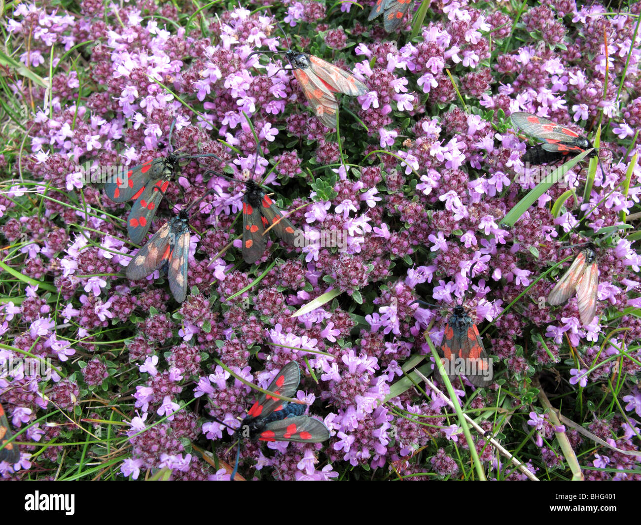 Burnet moths on thyme Stock Photo - Alamy