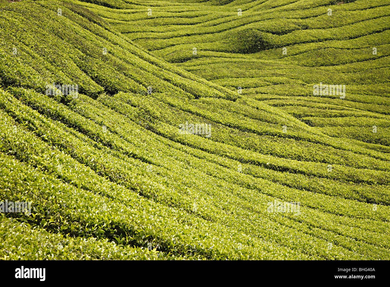 Penang tea plant hi-res stock photography and images - Alamy