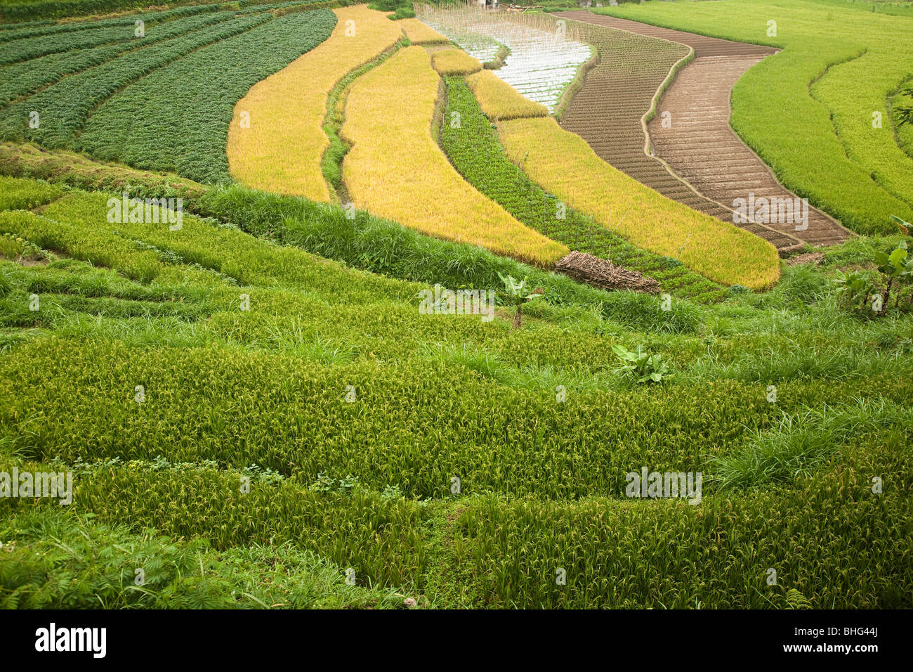 Rice paddies in indonesia Stock Photo - Alamy