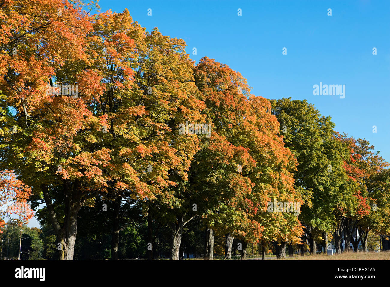 Row Of Trees Stock Photos & Row Of Trees Stock Images - Alamy