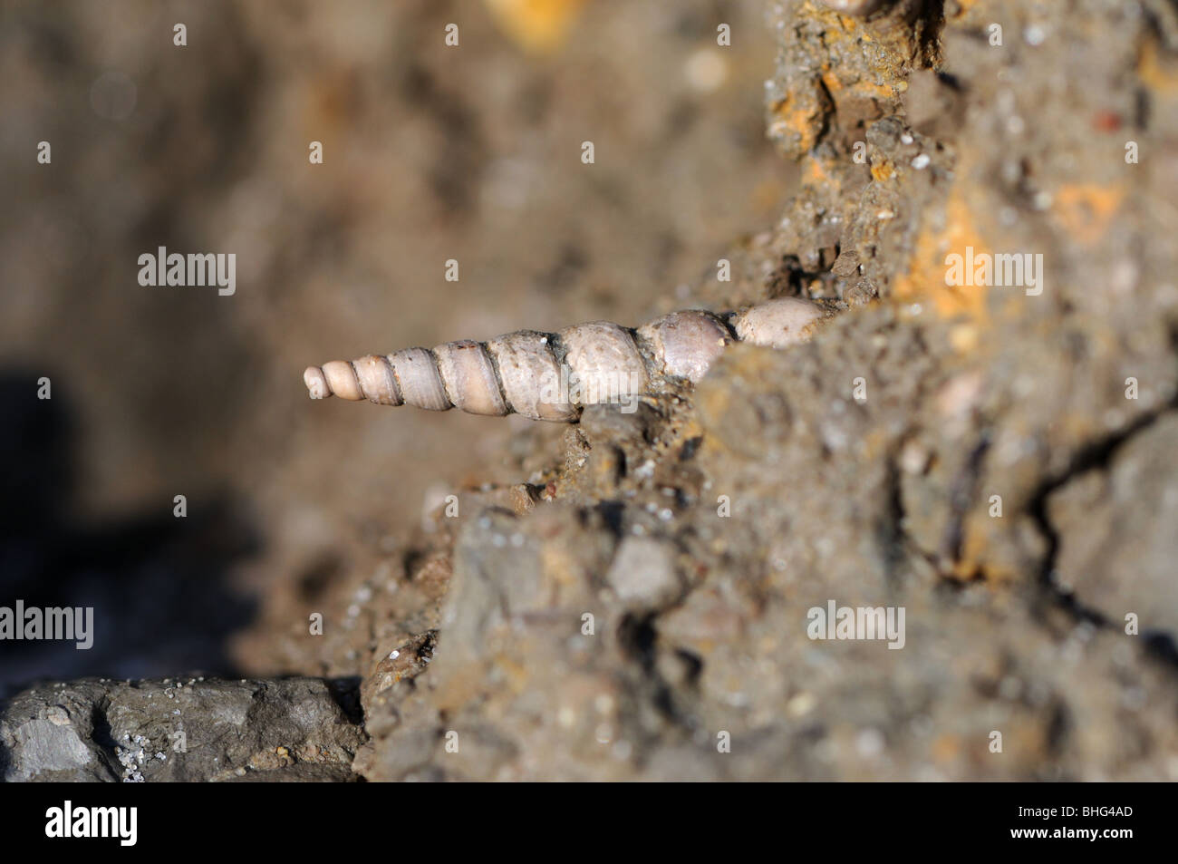Fossil in the mud Stock Photo - Alamy
