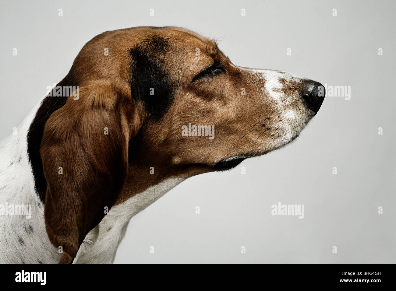 Hound anatomy hi-res stock photography and images - Alamy