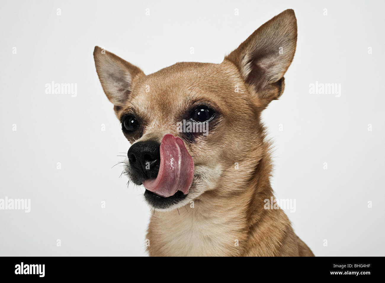 Chihuahua licking nose Stock Photo - Alamy