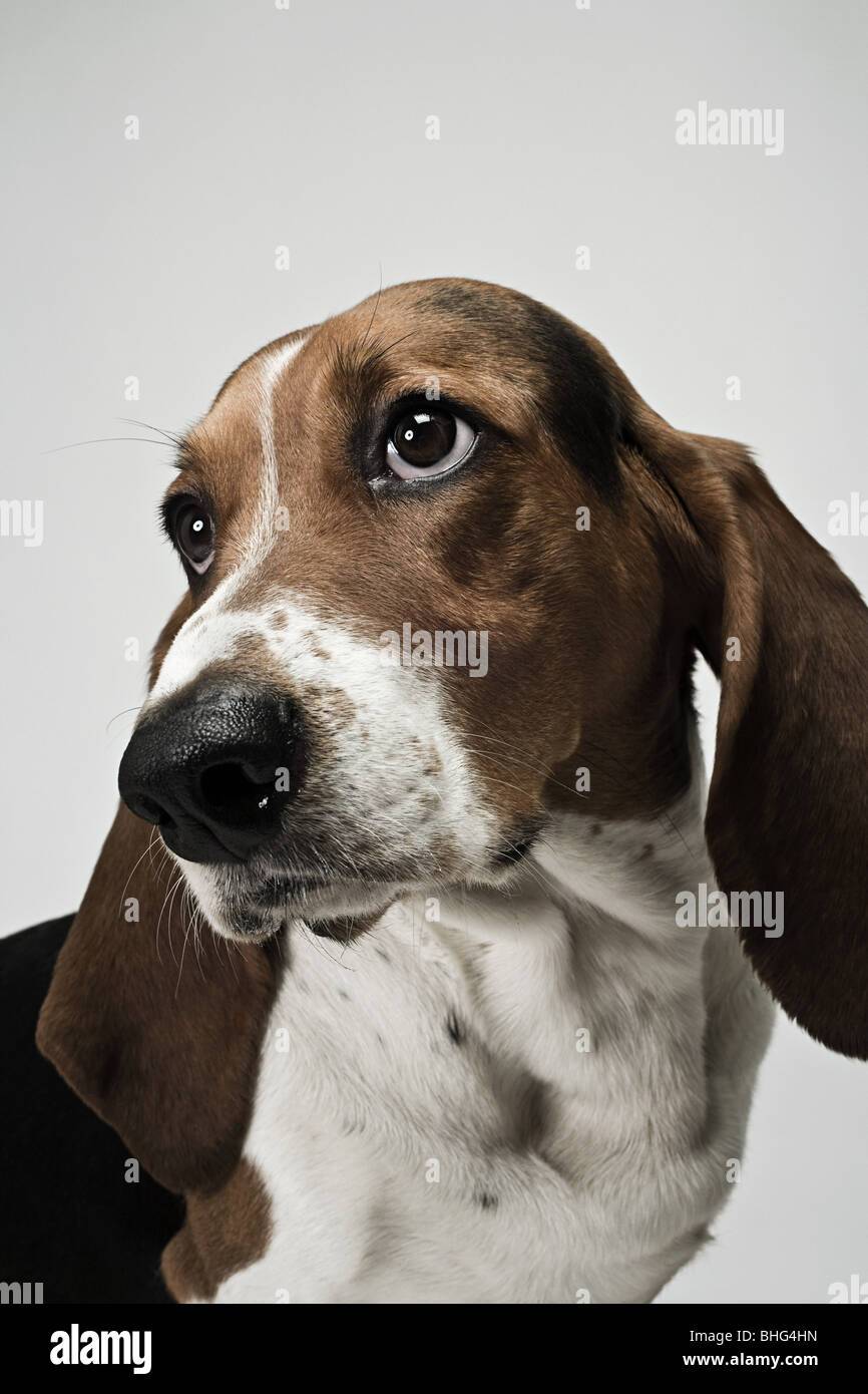 Headshot hound hi-res stock photography and images - Alamy