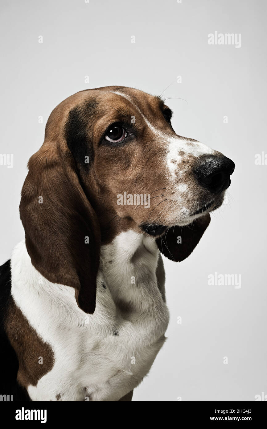 Close up hound side view head hi-res stock photography and images - Alamy