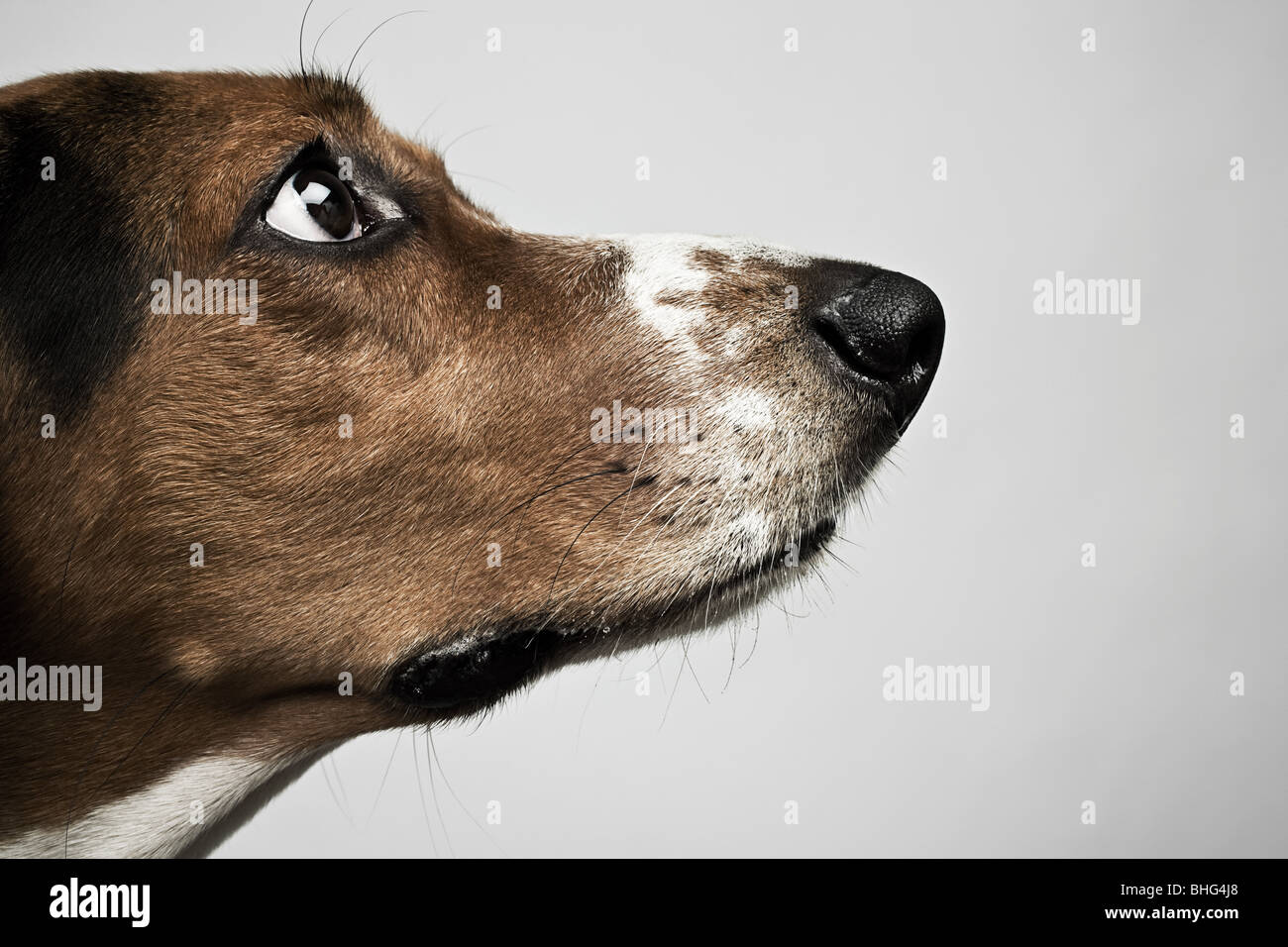 Head of basset hound Stock Photo - Alamy