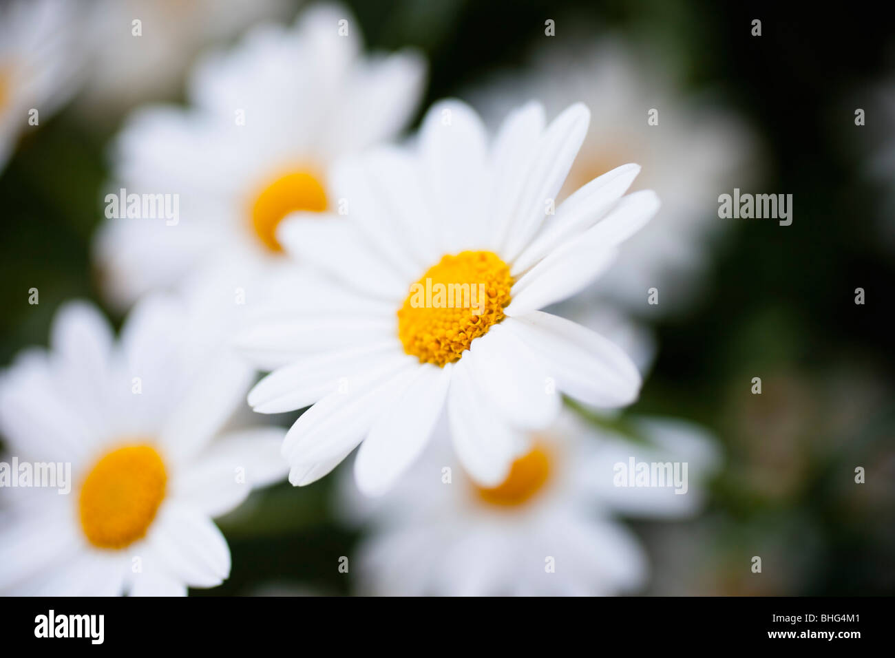 Marguerite Spring High Resolution Stock Photography and Images - Alamy