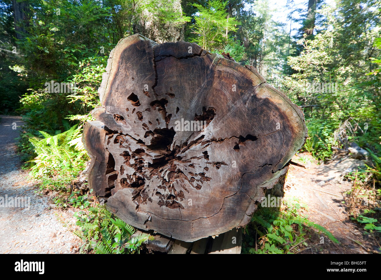 Sequoia national park tree ring hi-res stock photography and images - Alamy