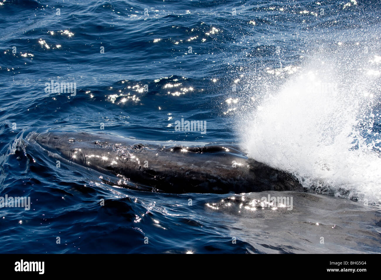 Behavior of Humpback whale Stock Photo - Alamy