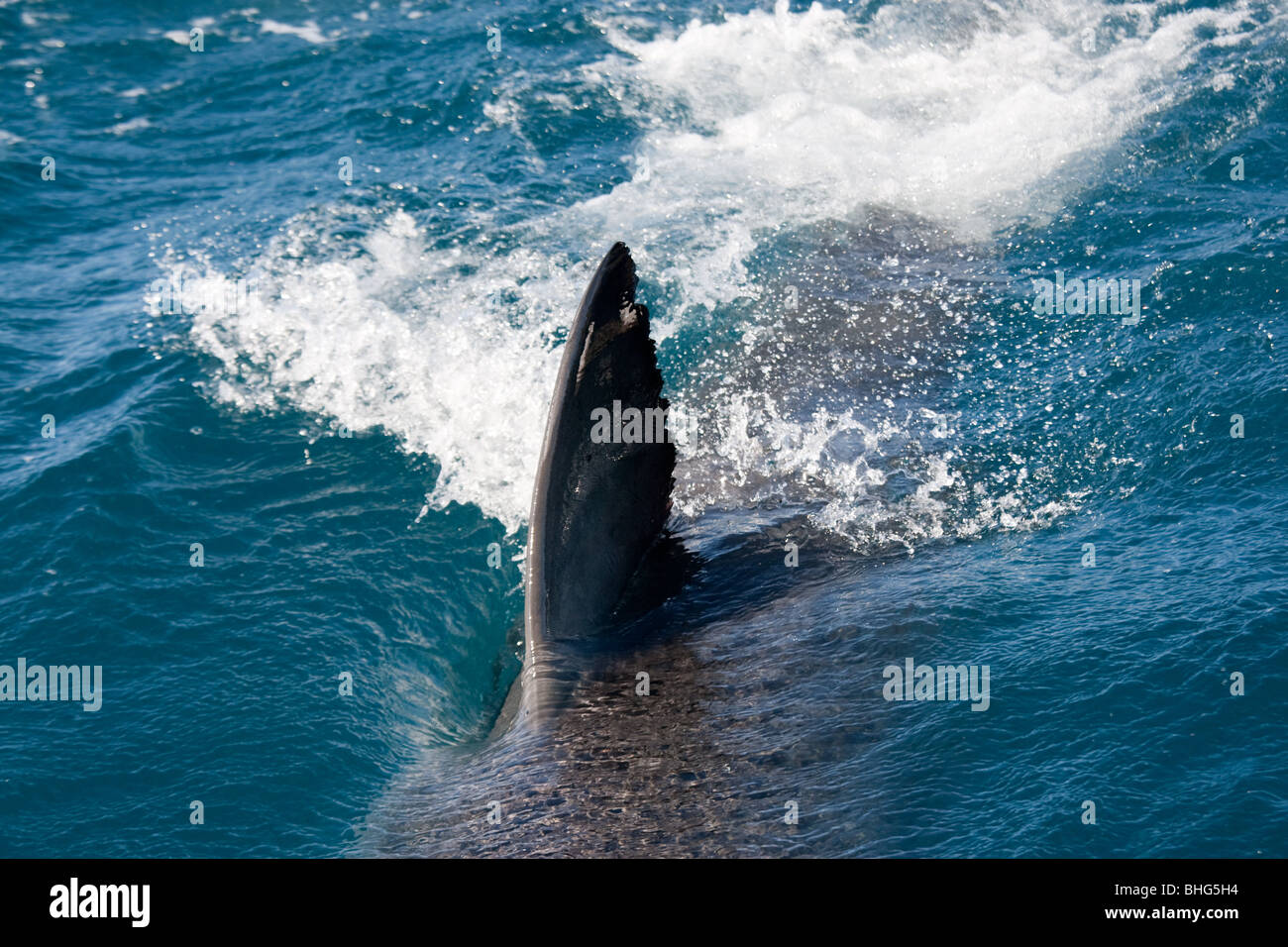 Dorsal fin of Great White Shark Stock Photo - Alamy