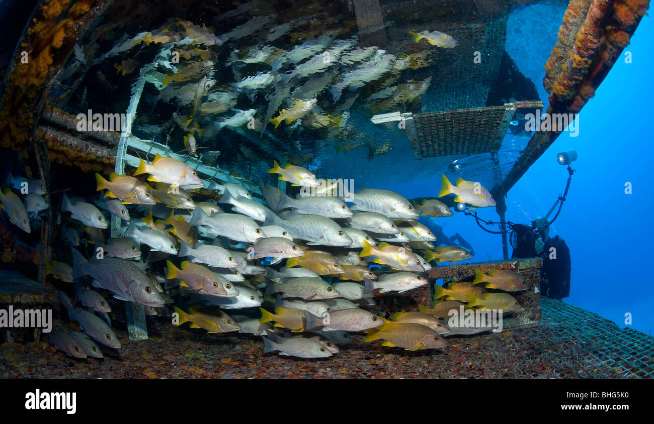 Photographer with schooling fish Stock Photo - Alamy