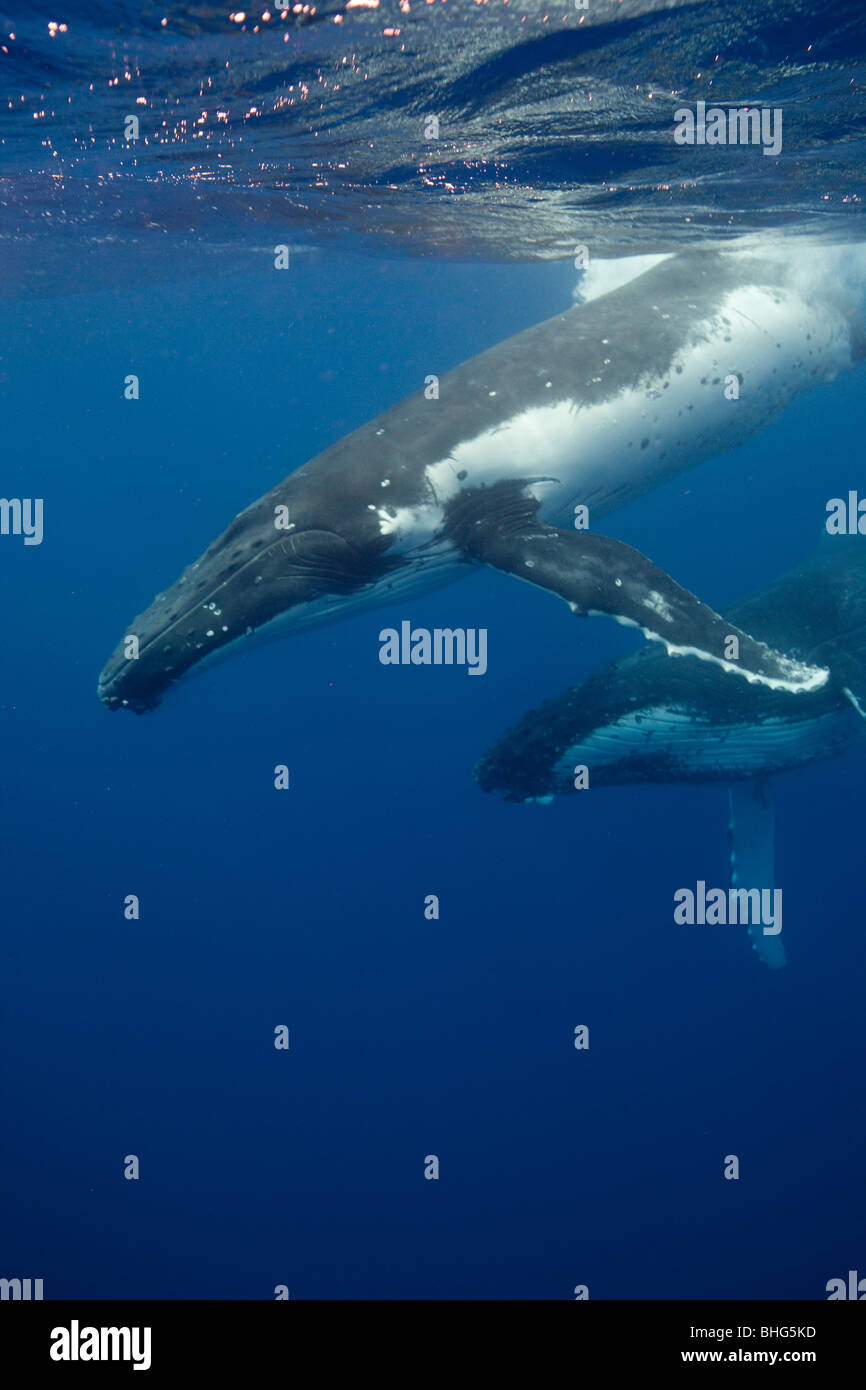 Behavior of Humpback whales Stock Photo - Alamy
