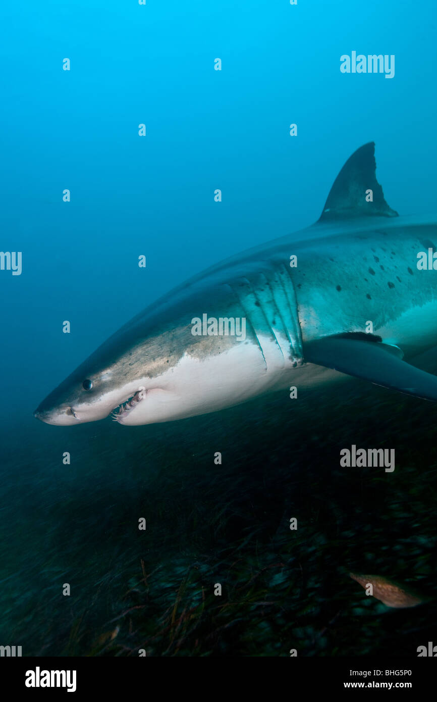 Small great white shark hi-res stock photography and images - Alamy