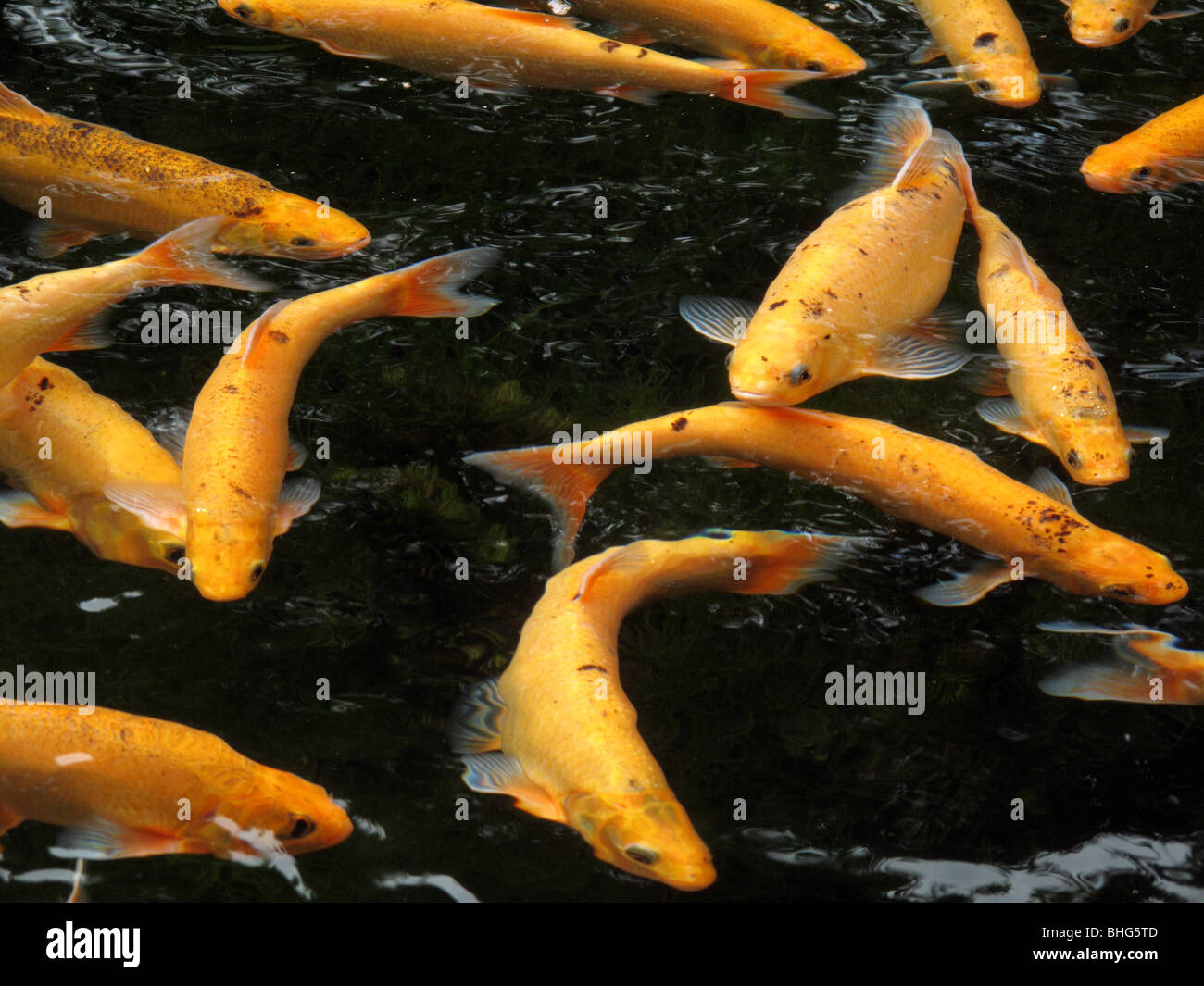 Carp orange koi fish hi-res stock photography and images - Alamy