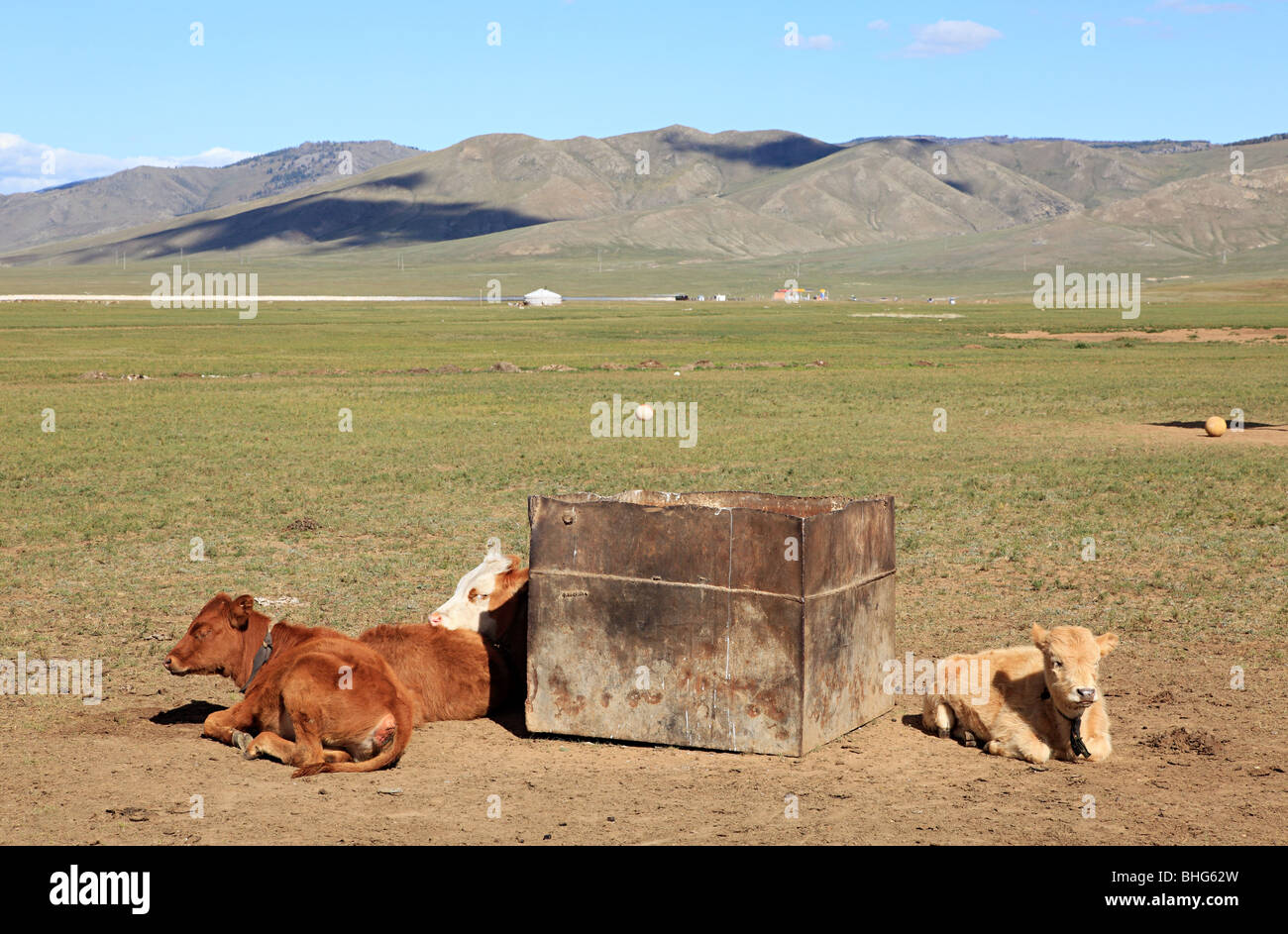 Cows resting in mongolian field Stock Photo - Alamy