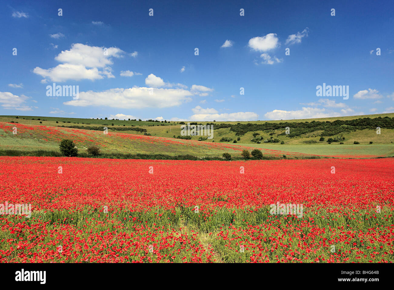 Cloudy poppy field hi-res stock photography and images - Alamy