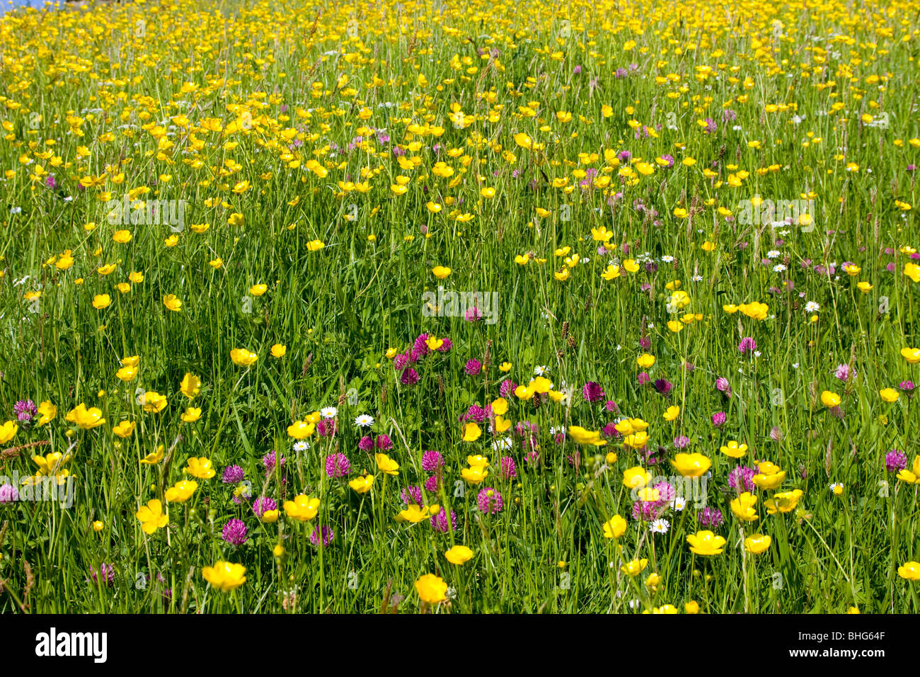 Buttercups clover hi-res stock photography and images - Alamy