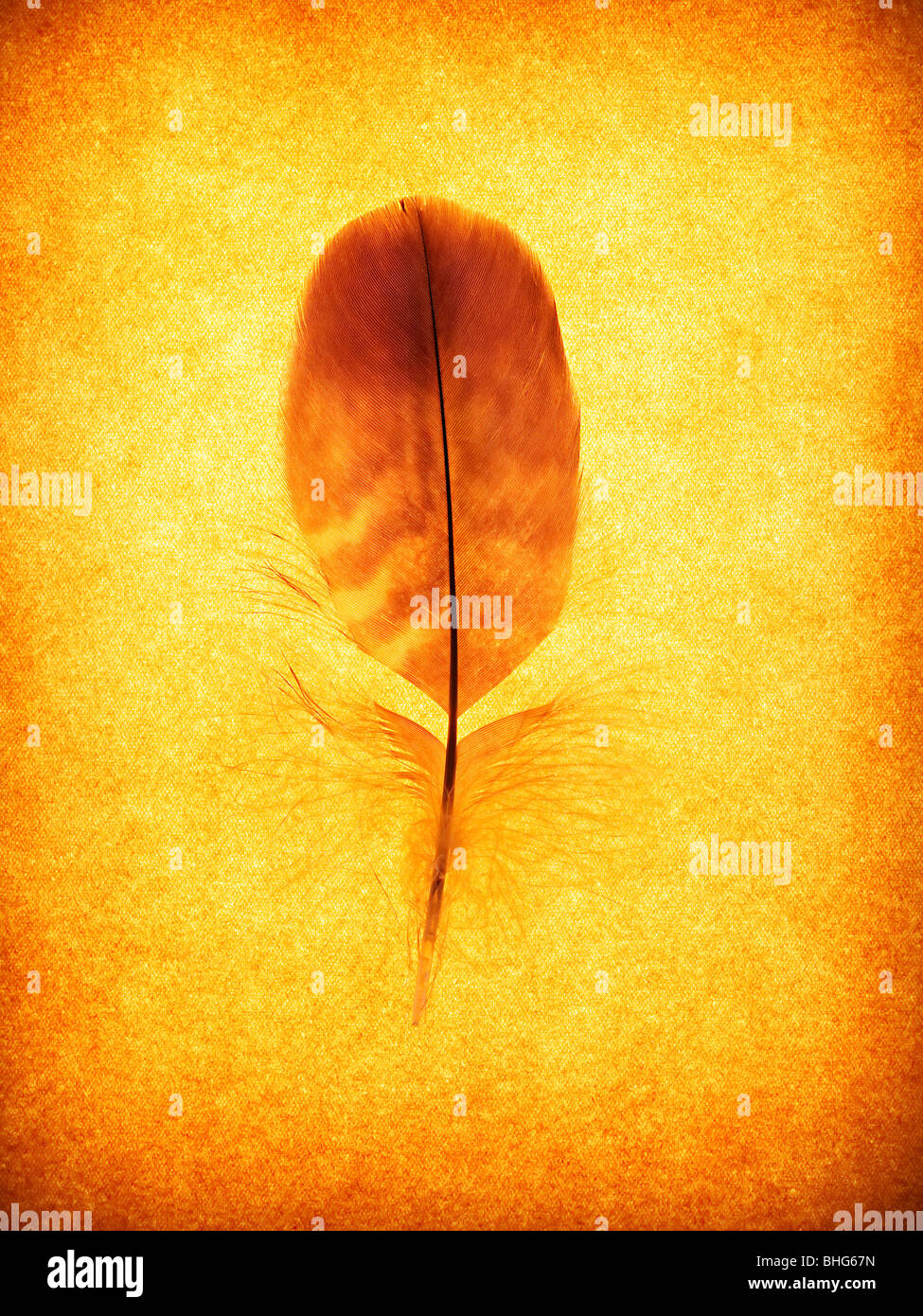 Single feather on yellow background Stock Photo - Alamy