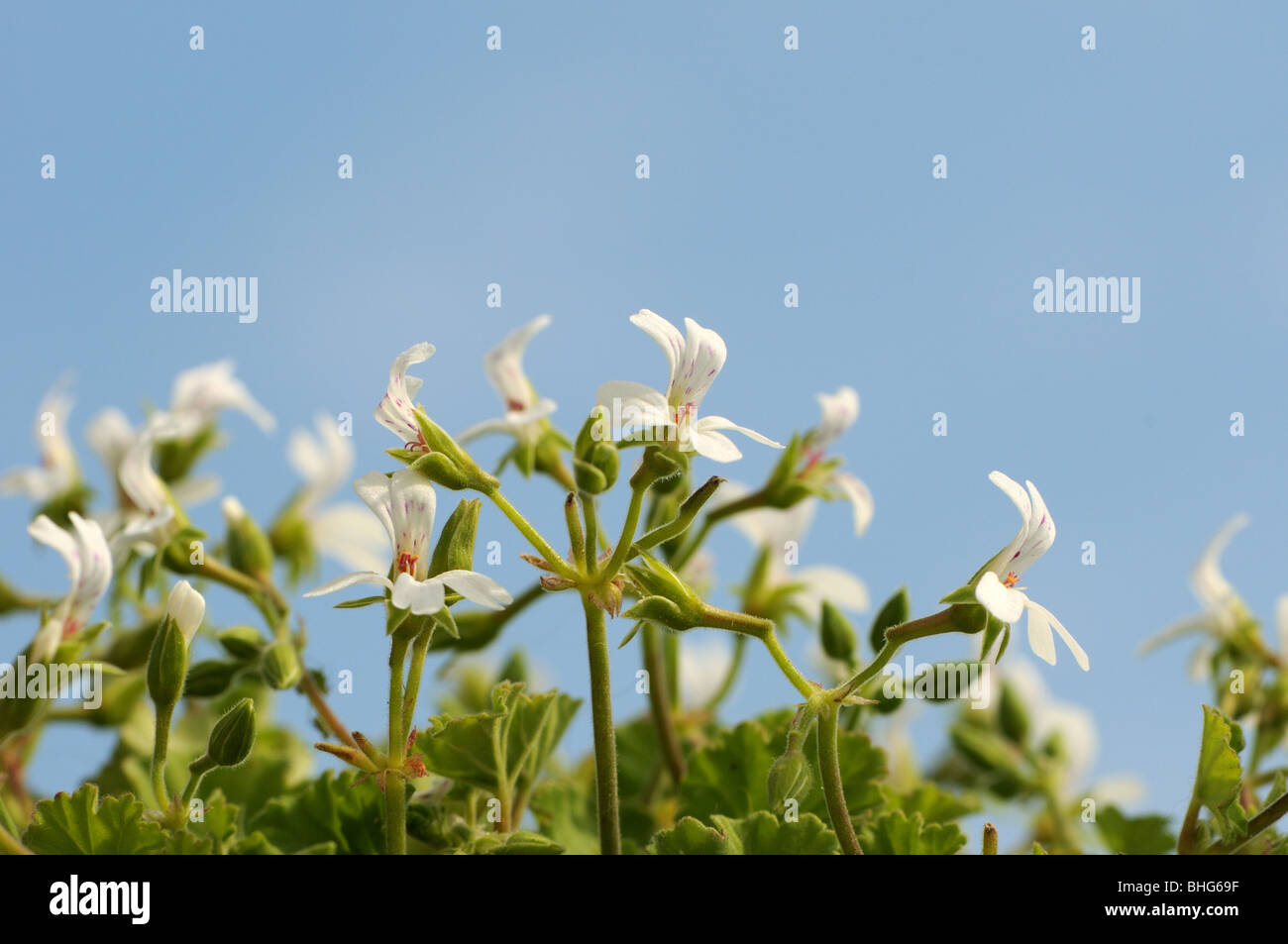 Odoratissimum pelargonium hi-res stock photography and images - Alamy