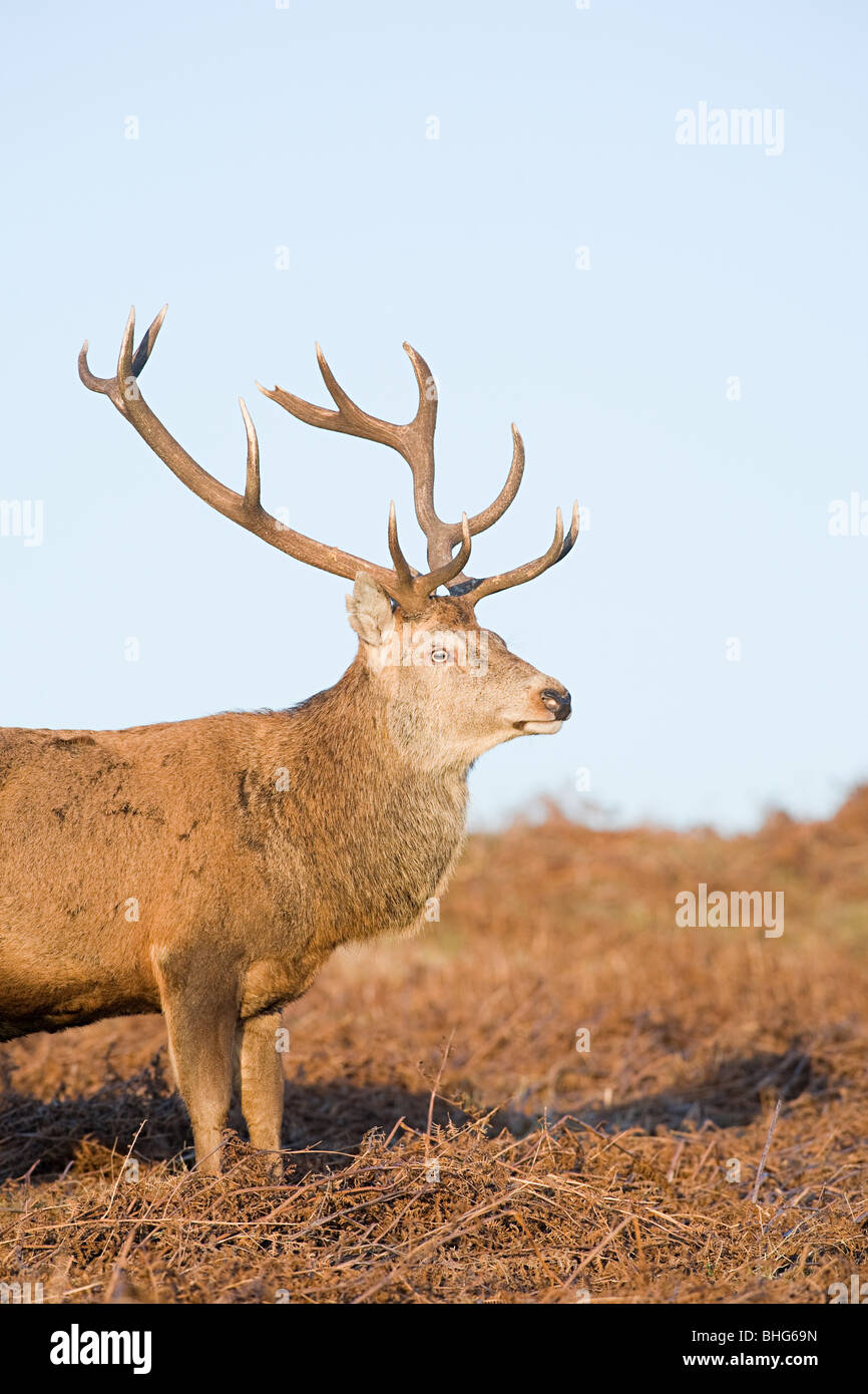 Red deer stag Stock Photo - Alamy