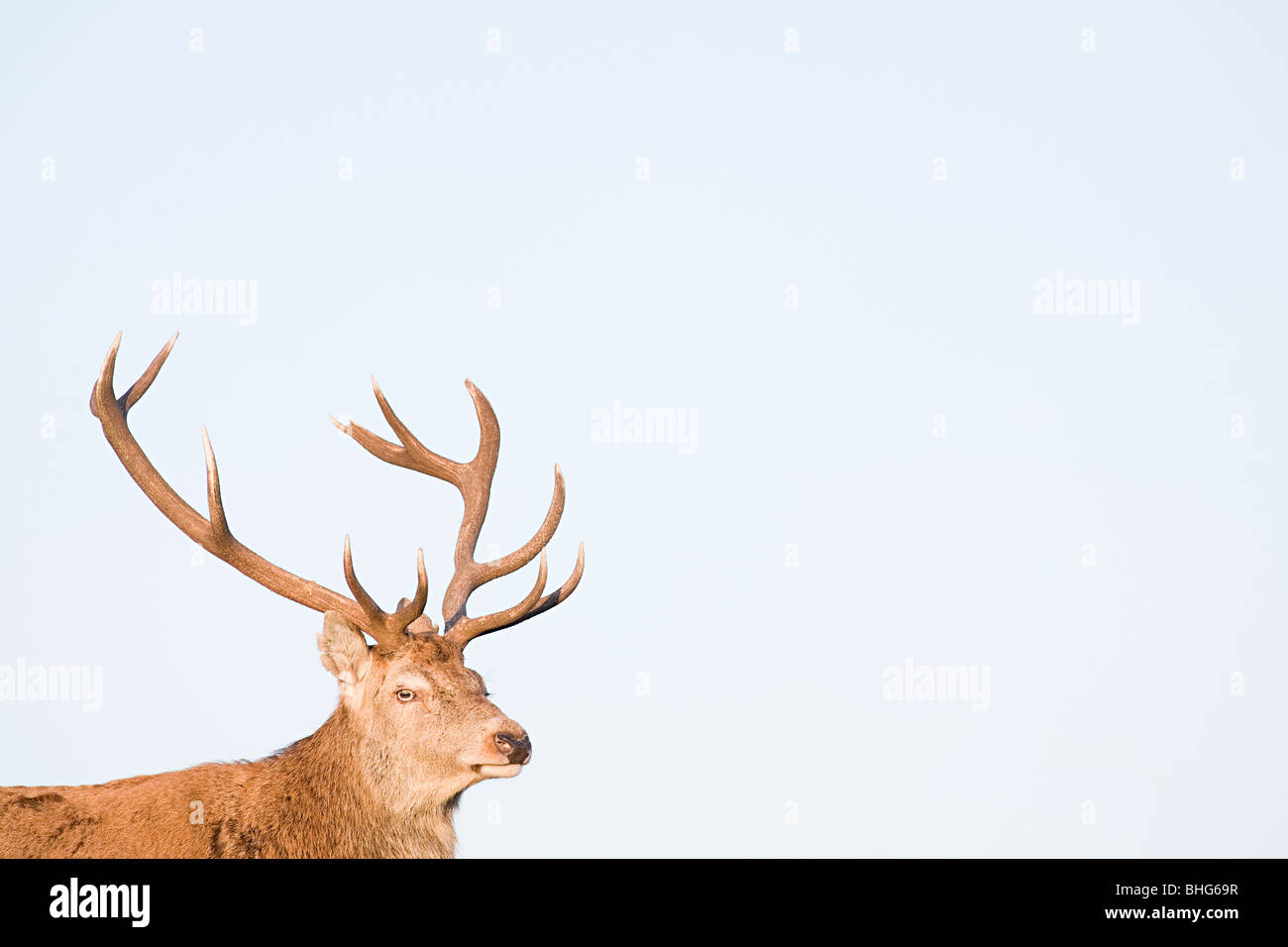 Side view red deer stag hi-res stock photography and images - Alamy