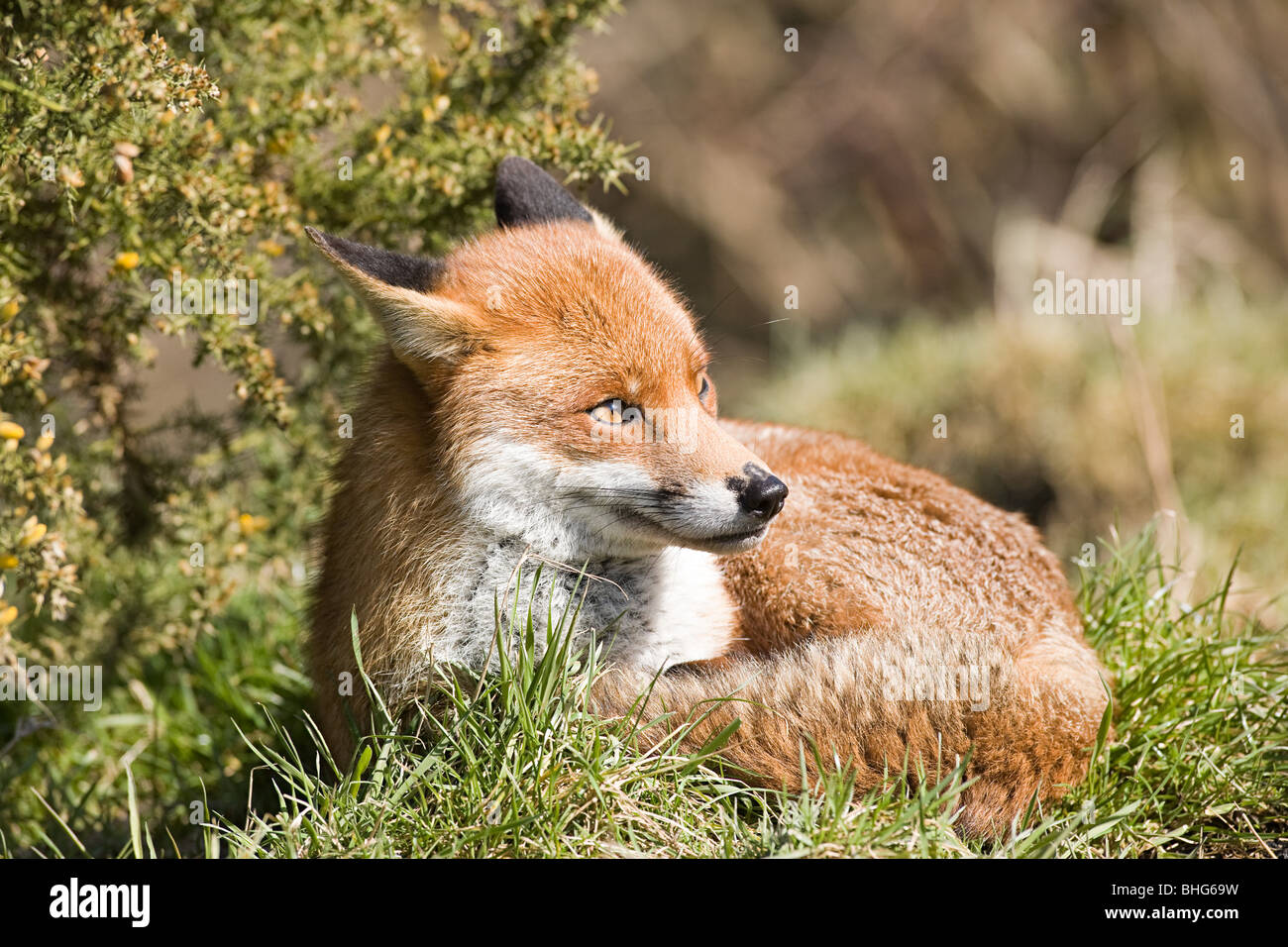 Fox type hi-res stock photography and images - Alamy