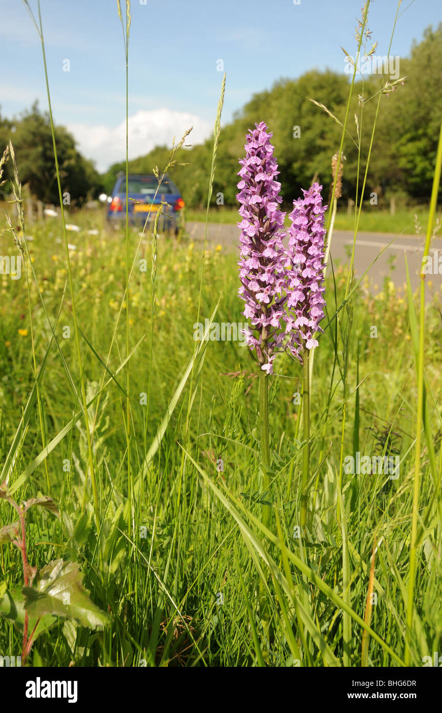 Roadside flowers hi-res stock photography and images - Alamy