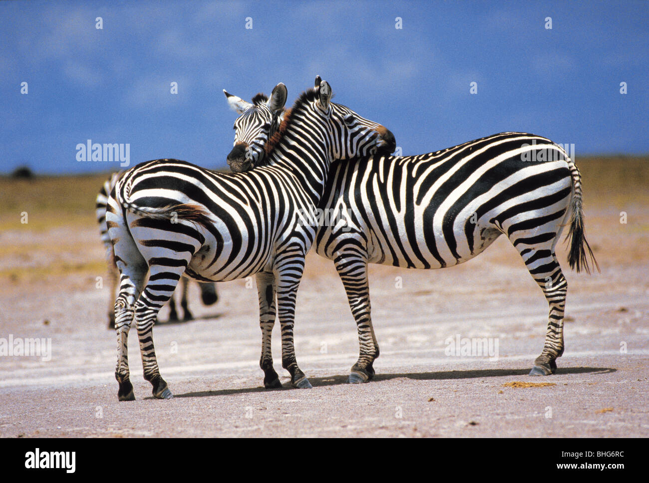 Zebra scratching back hi-res stock photography and images - Alamy