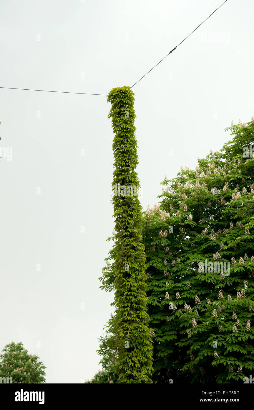 Telephone pole covered in Ivy Stuttgart Germany Stock Photo - Alamy