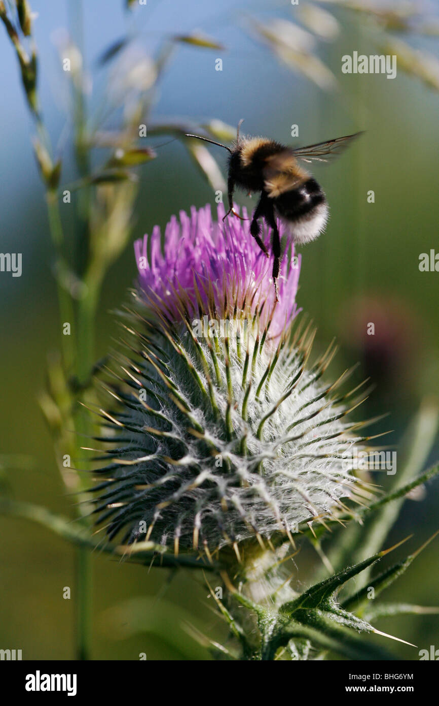 Bumble Bee on a Scottish Thistle Stock Photo - Alamy