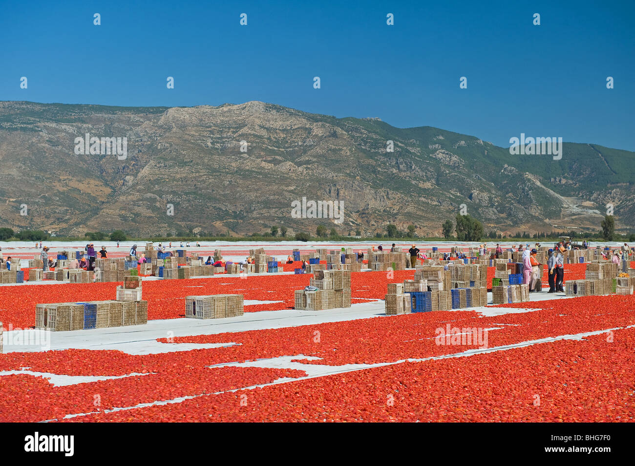 Drying Tomatoes at Soke Aegean Turkey Stock Photo - Alamy