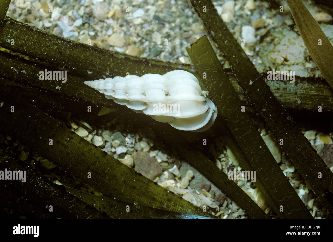 Wentletrap hi-res stock photography and images - Alamy