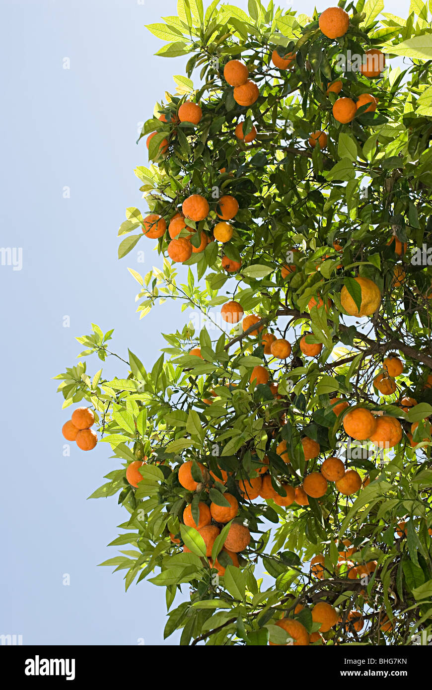 Oranges tree sun hi-res stock photography and images - Alamy