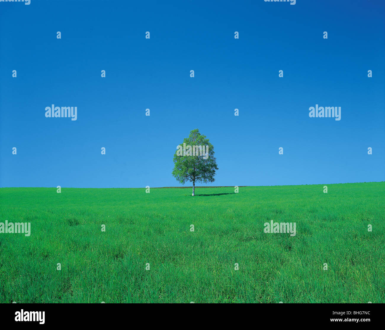Japan silver grass hi-res stock photography and images - Alamy