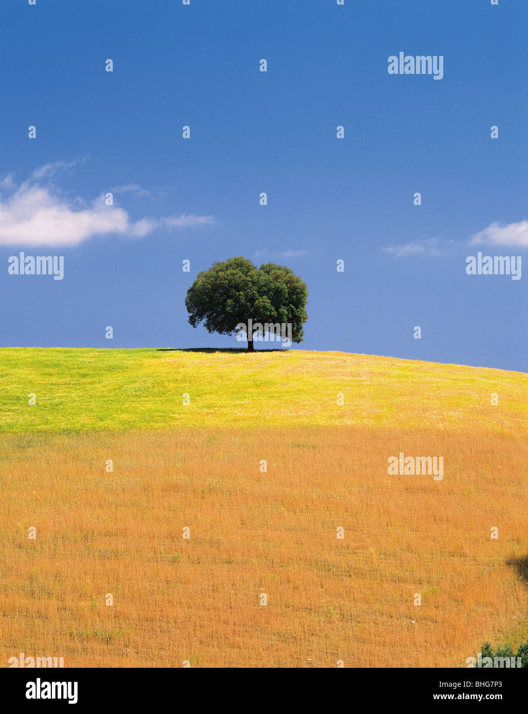 Single tree in field Stock Photo - Alamy
