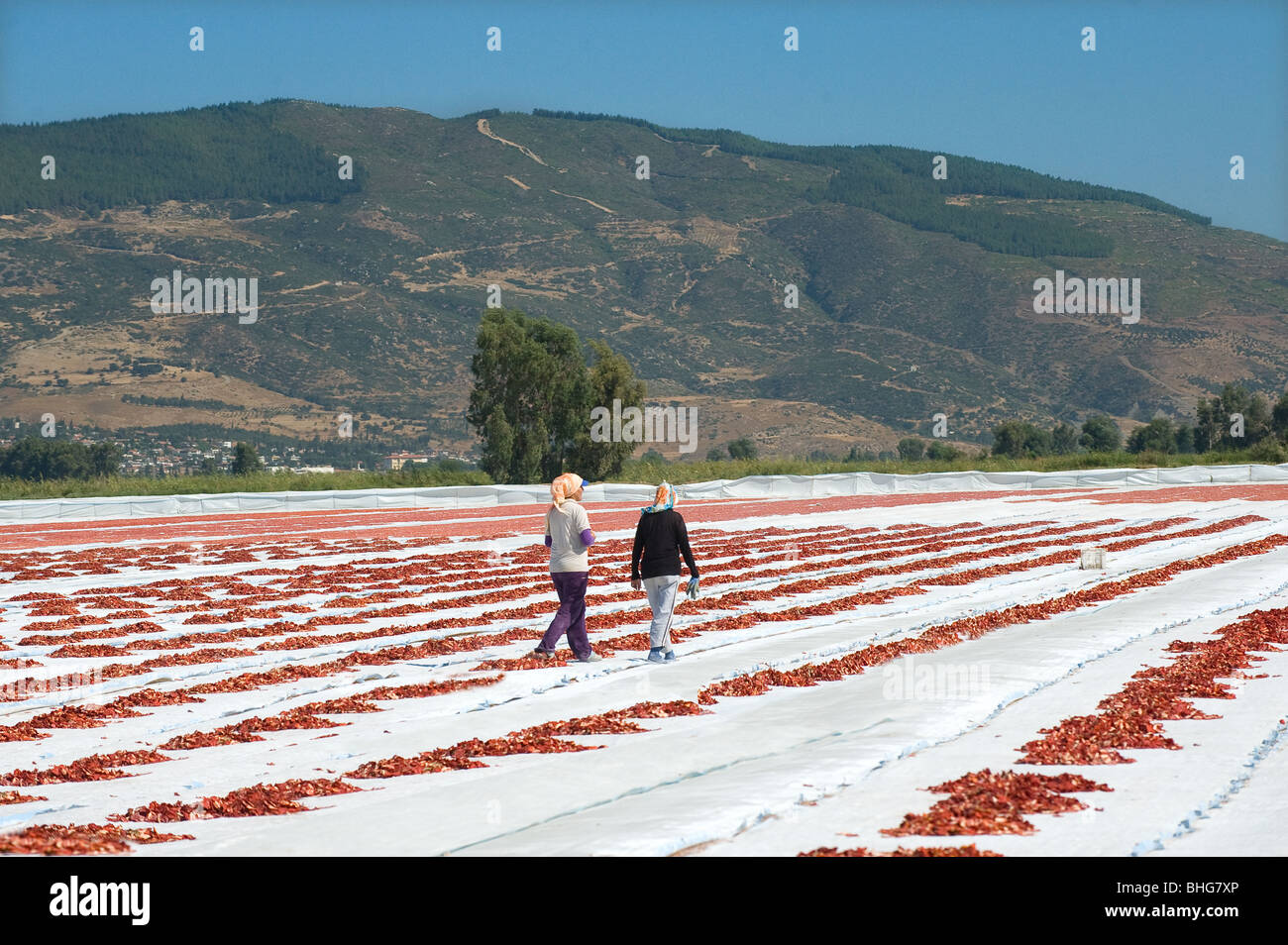 Drying Tomatoes at Soke Aegean Turkey Stock Photo - Alamy