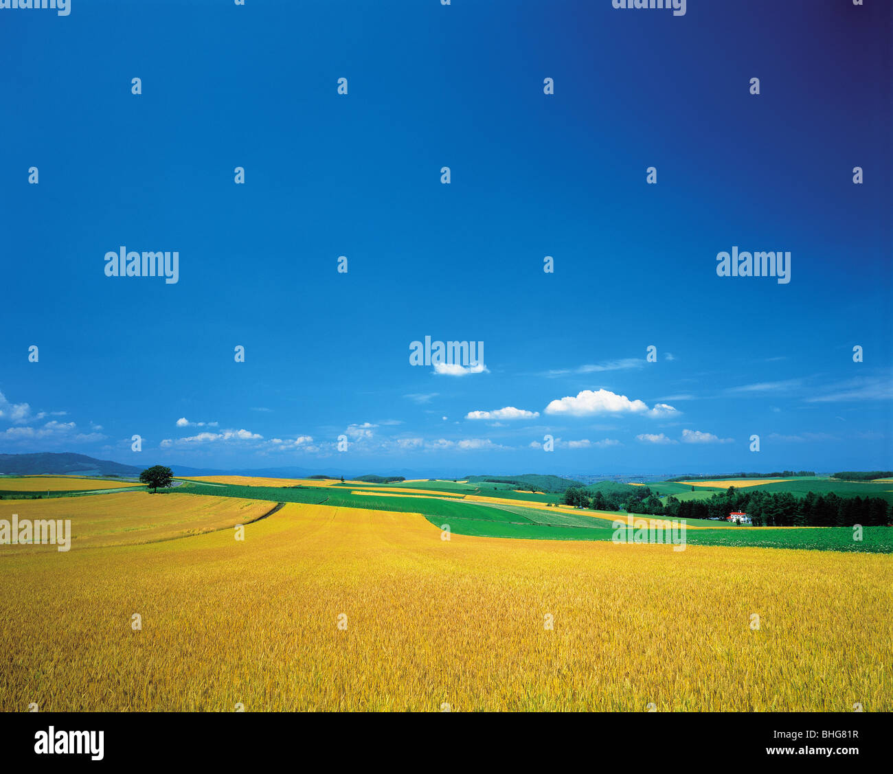 wheat fields Biei Hokkaido Japan Stock Photo - Alamy