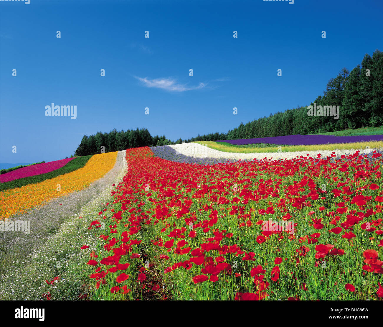 Field of flowers Furano Hokkaido Japan Stock Photo - Alamy