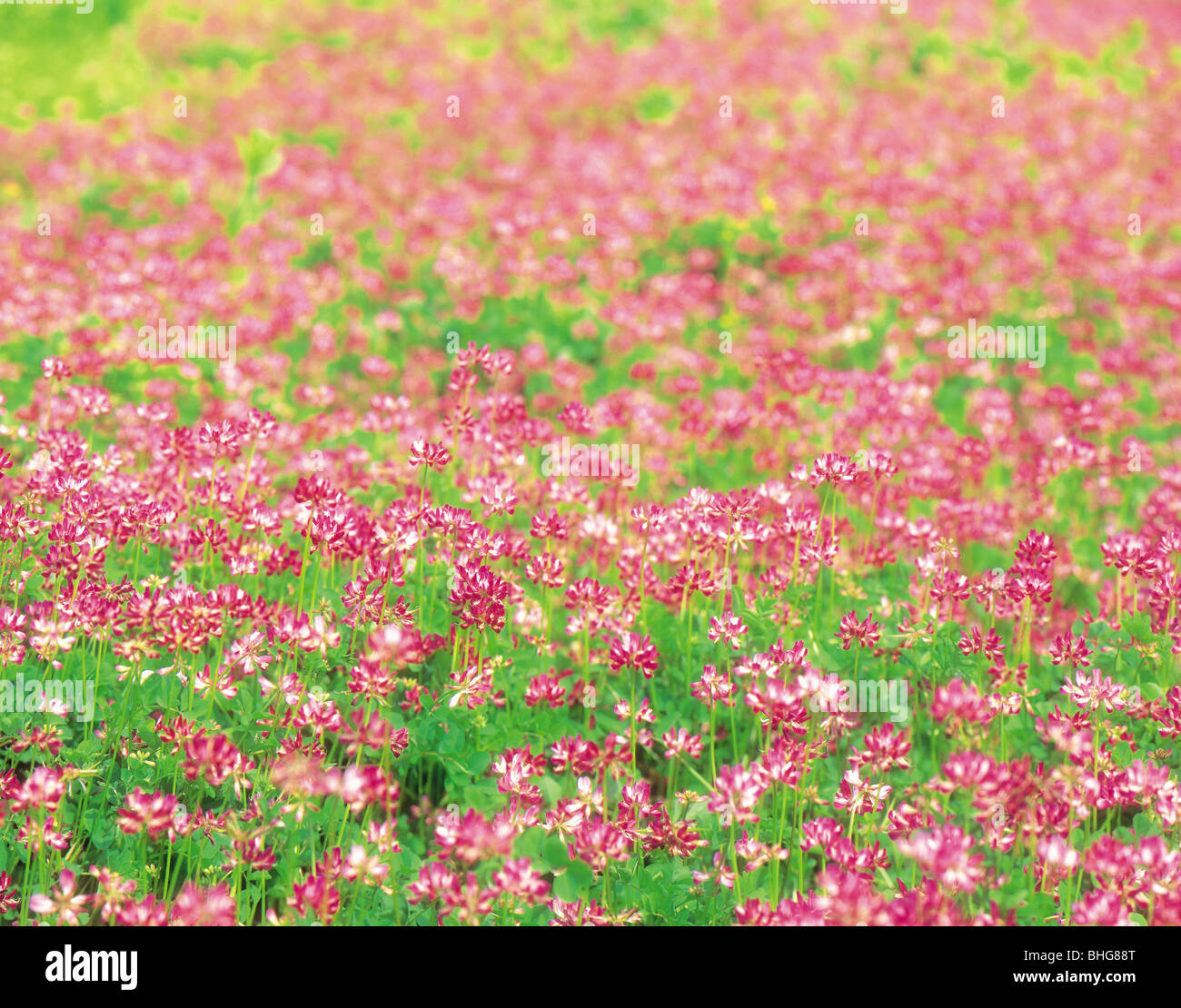 Chinese astragalus field hi-res stock photography and images - Alamy
