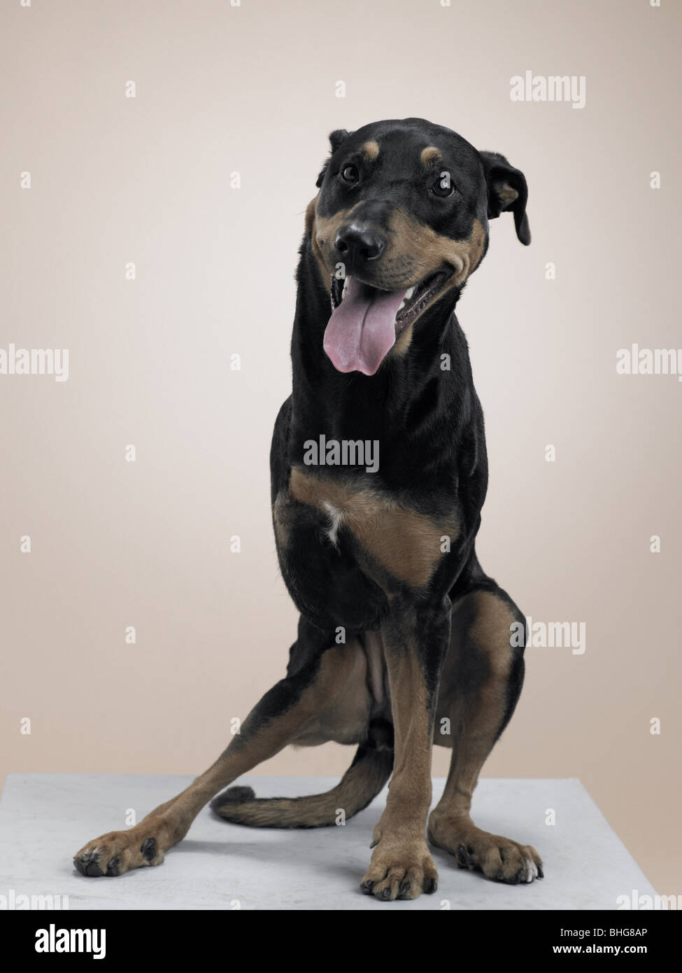 Dog with a missing leg Stock Photo - Alamy