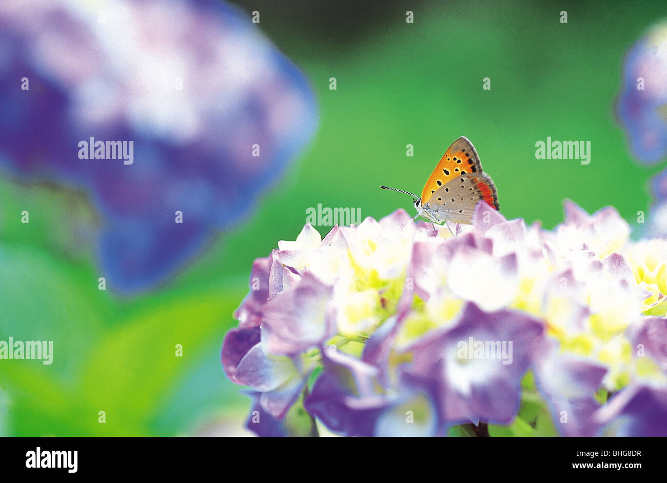 Hydrangea and butterfly hi-res stock photography and images - Alamy