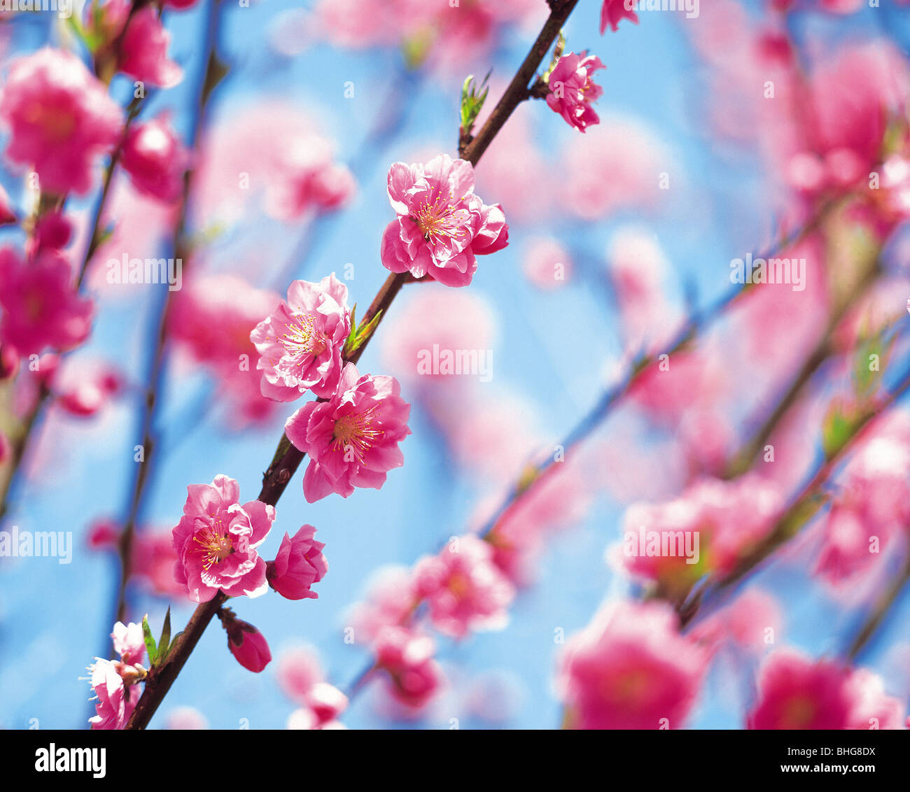 apricot tree in bloom Stock Photo - Alamy