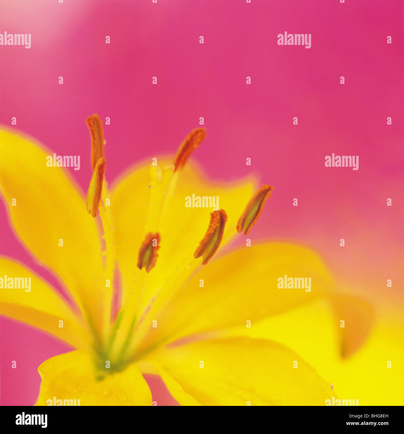 lily in bloom Stock Photo - Alamy